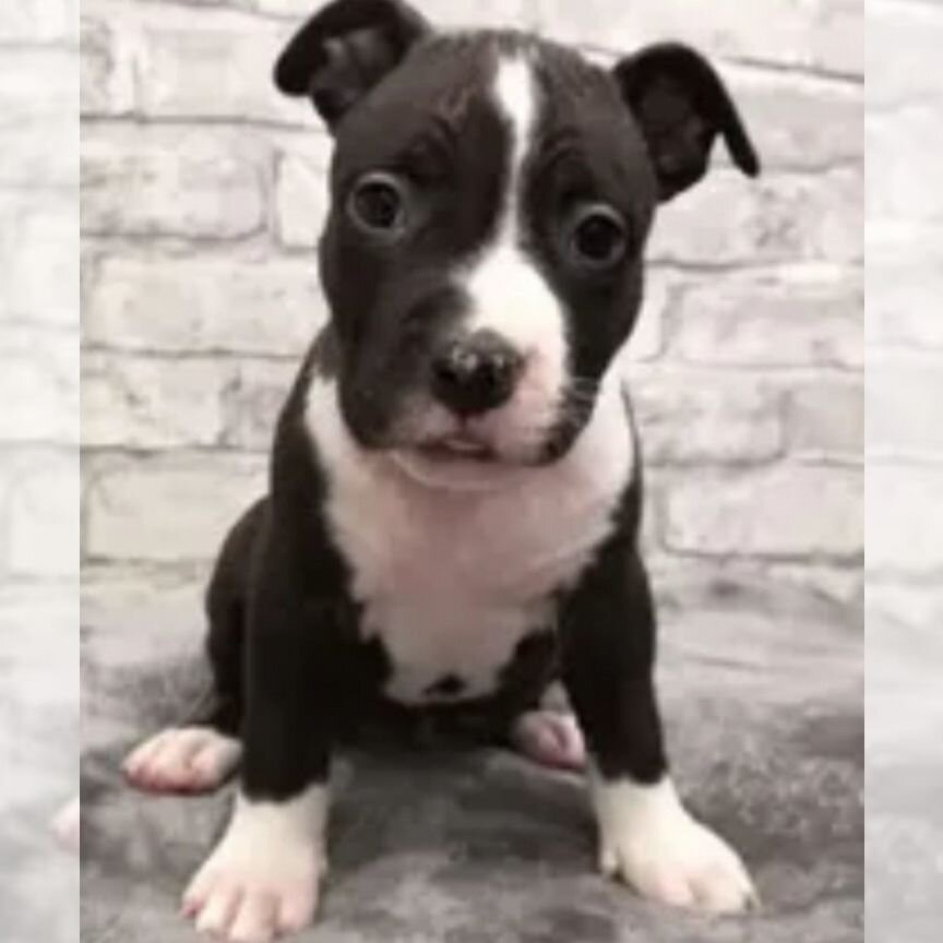 Американский стаффордширский терьер, щенок