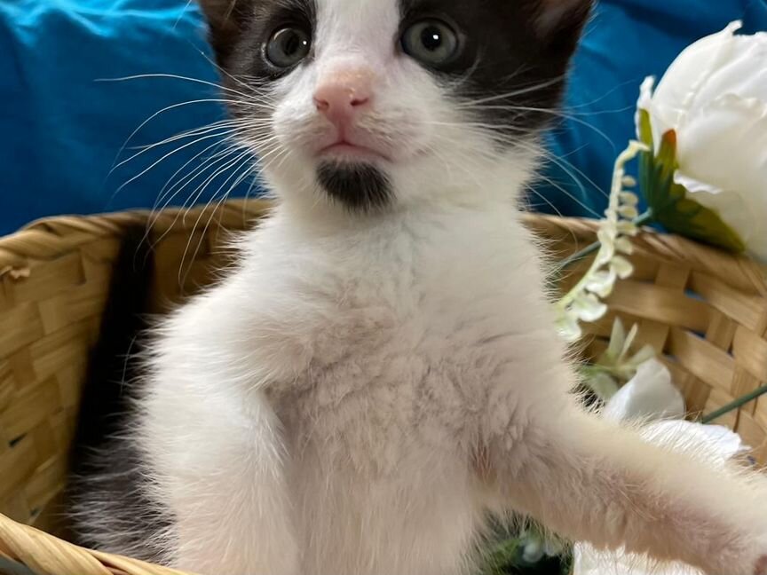 Бездомная котенок Ассоль