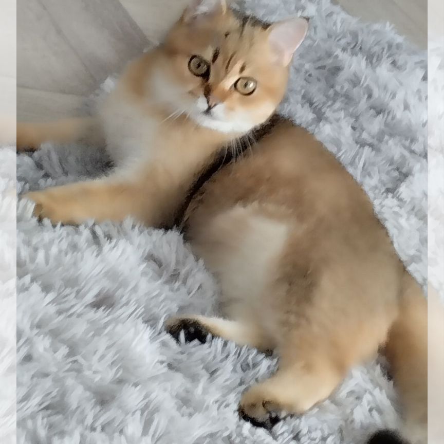 Британский короткошёрстный котёнок
