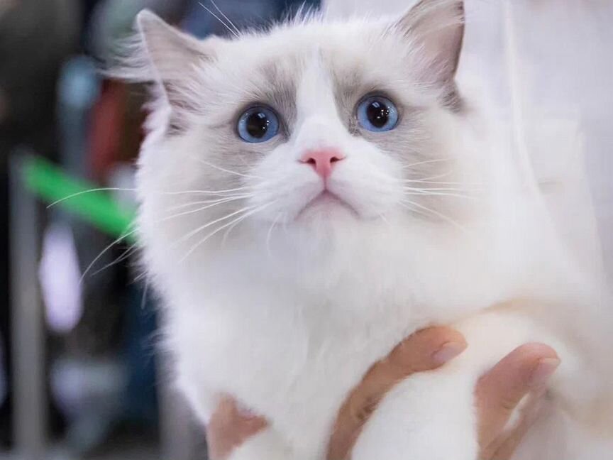 Кошка регдолл