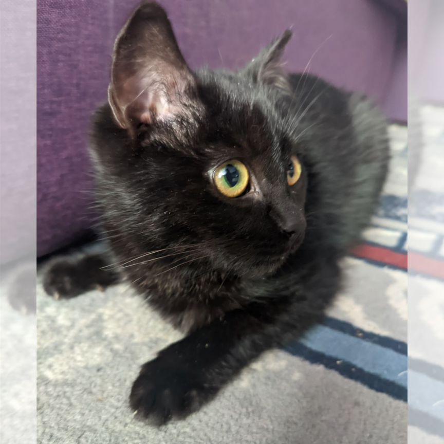 Взрослая, Девочка кошка в добрые руки