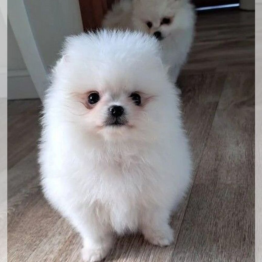 Померанский шпиц, щенок