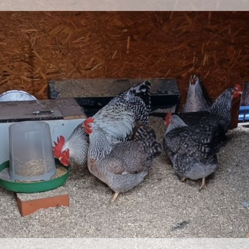 Инкубационное яйцо билефельдер