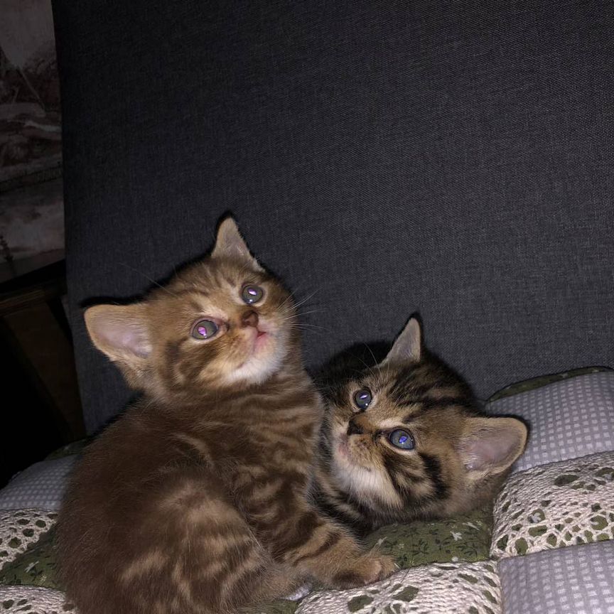 Шотландский котёнок