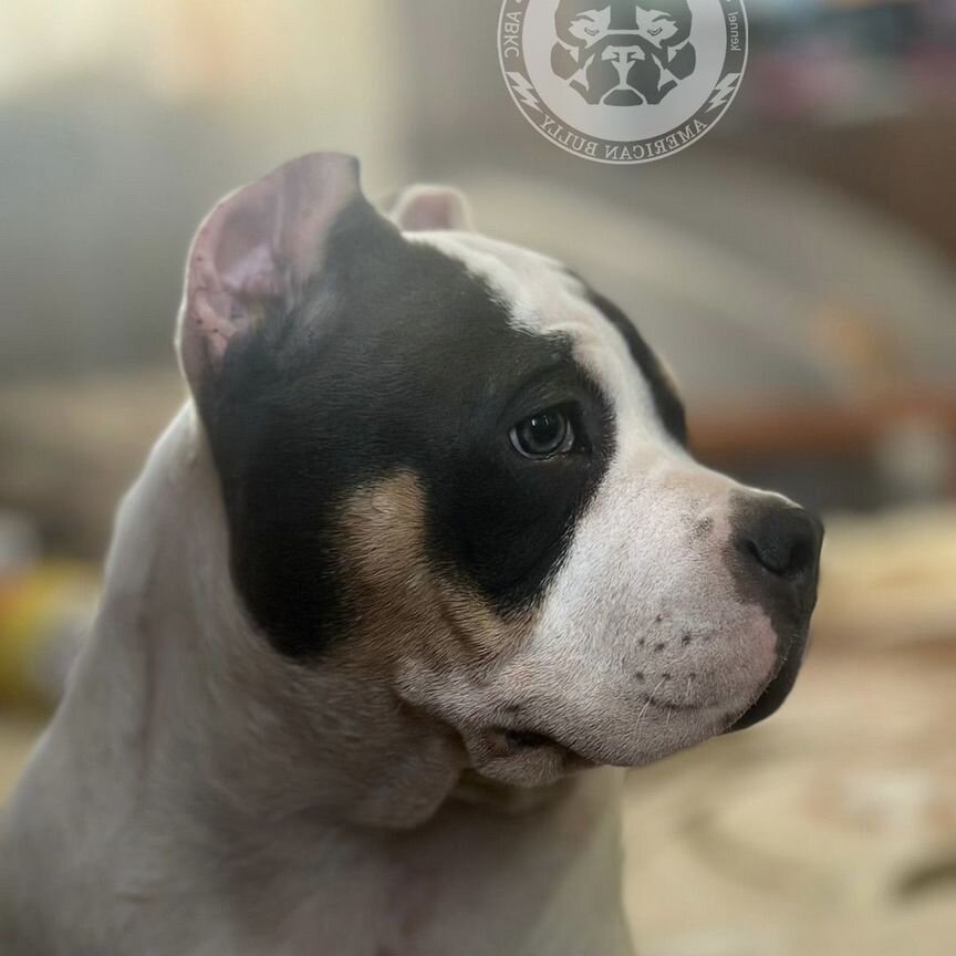 Щенок Американский Булли