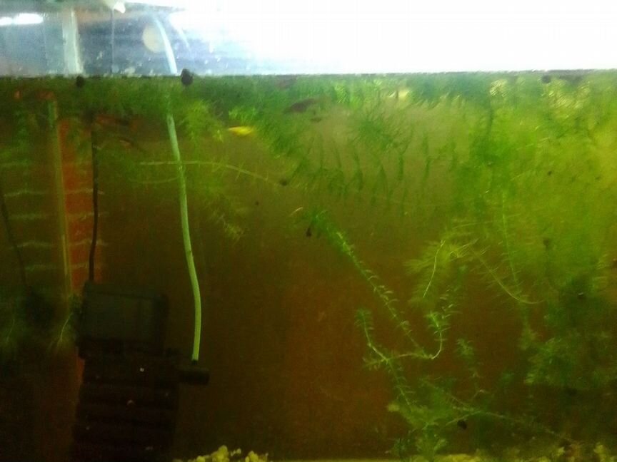 Аквариумные рыбки гуппи