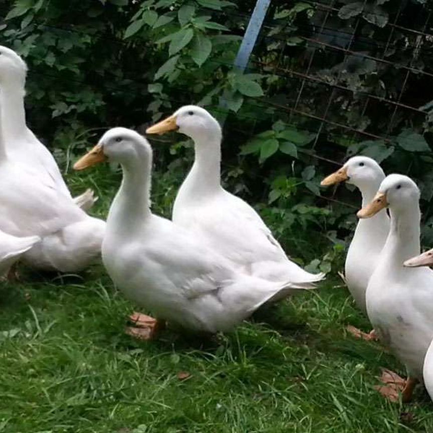 Бройлер и курочки молодки, индюшата