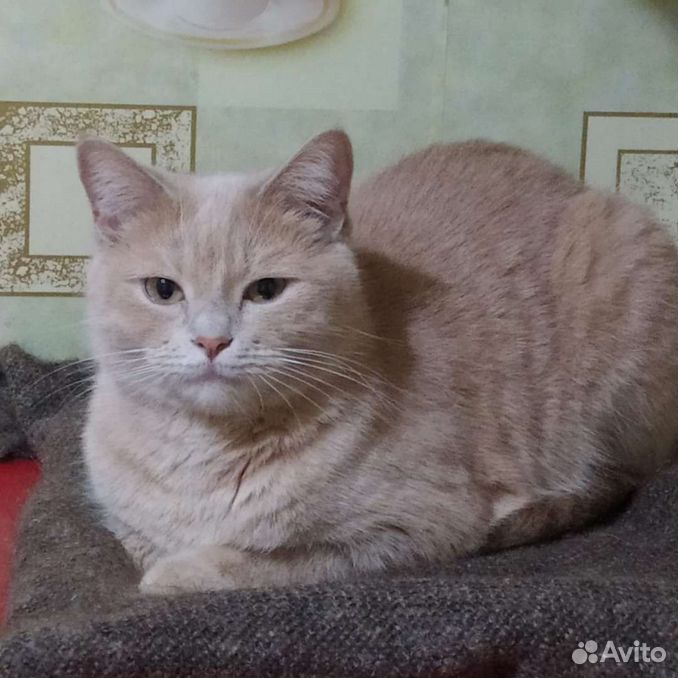 Потерялась кошка