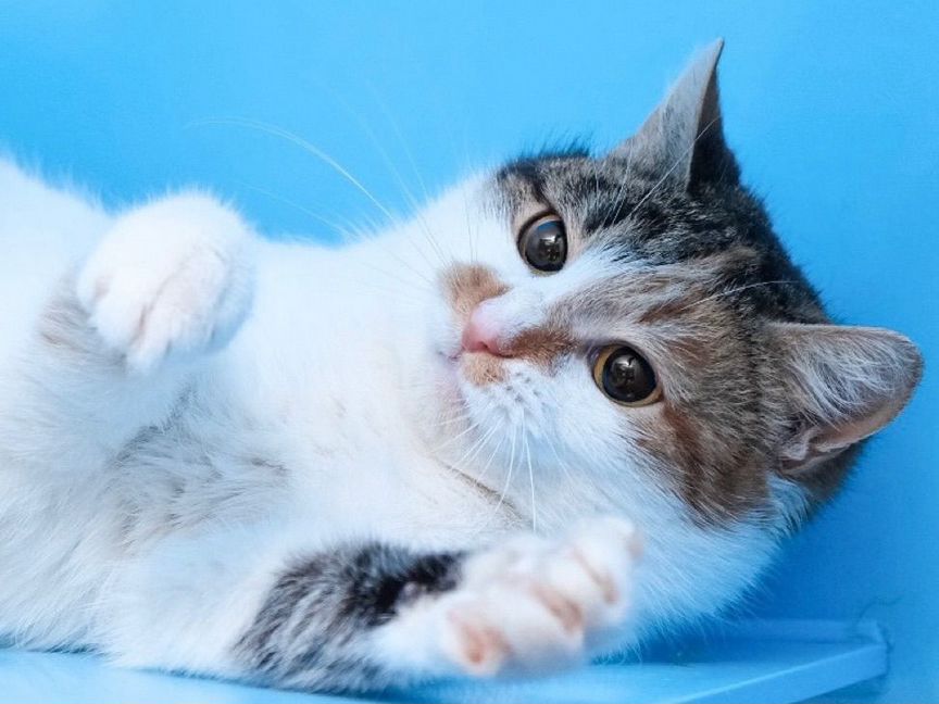 Яркоглазая кошечка ищет дом