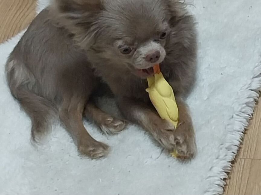 Щенок чихуахуа лиловый