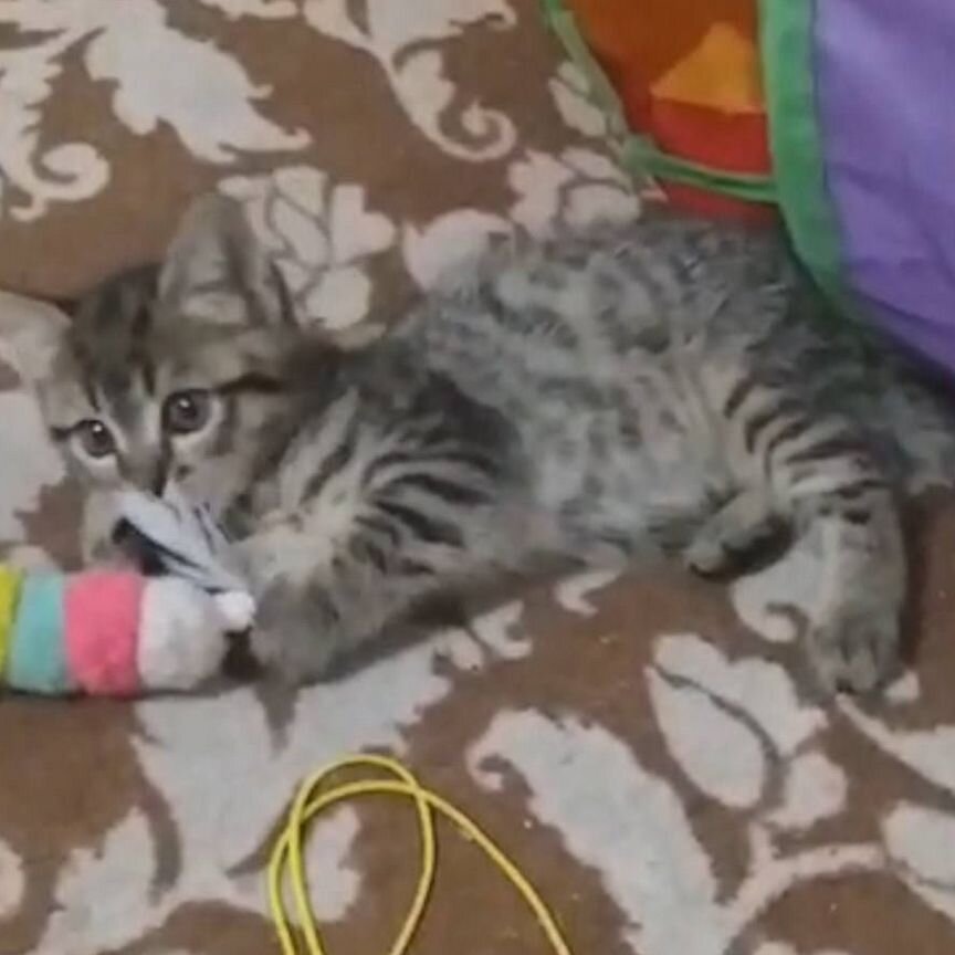 Шотландский вислоухий длинношёрстный котёнок