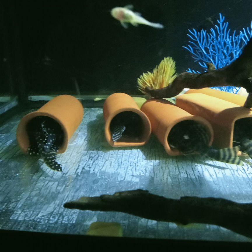 Цихлиды мубуна и утака