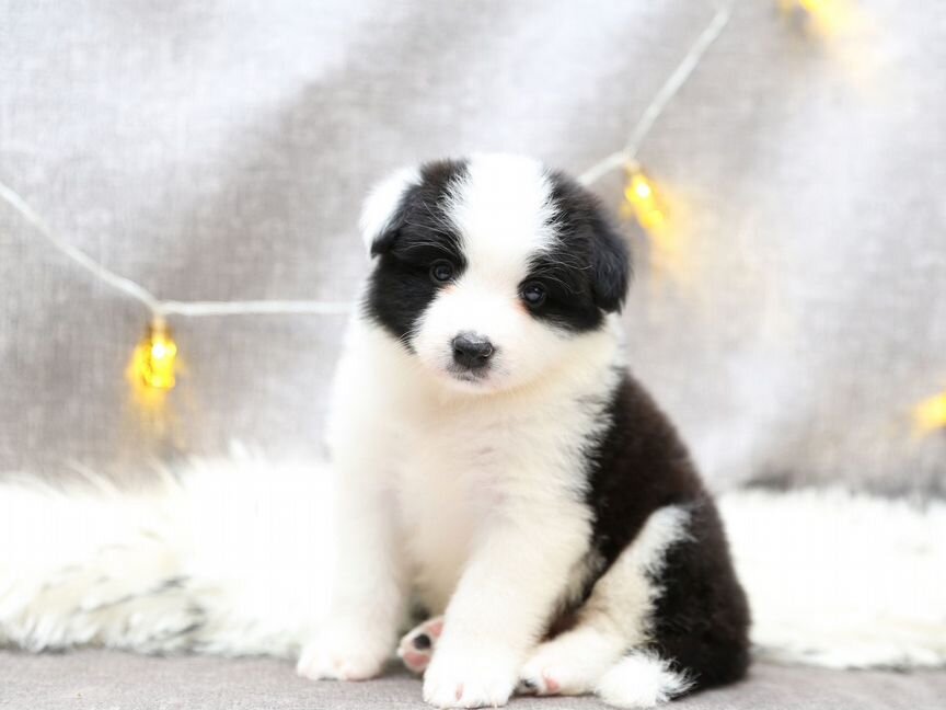 Бордер колли