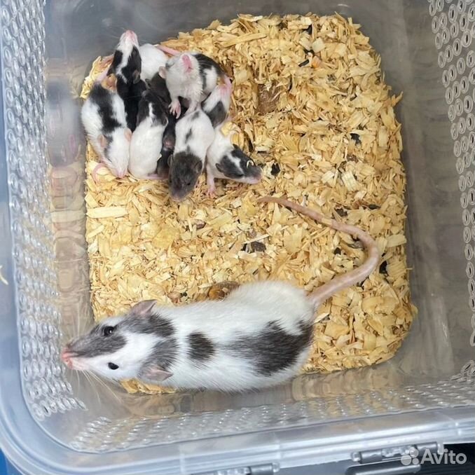 Кормовые грызуны крысы всех размеров