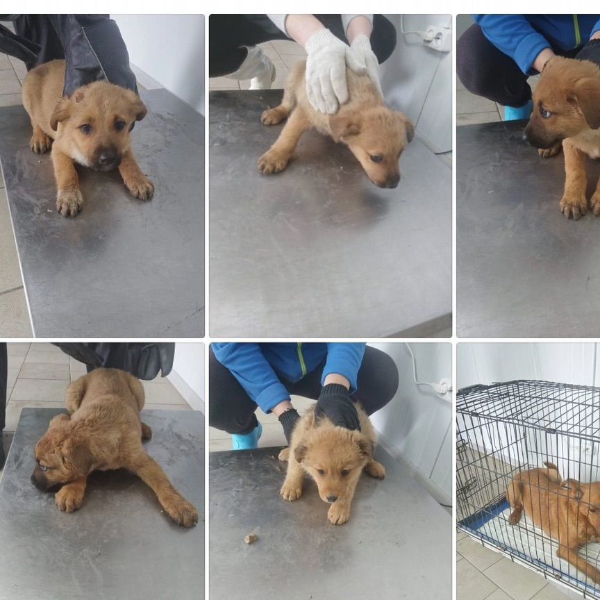 Щенок в добрые руки