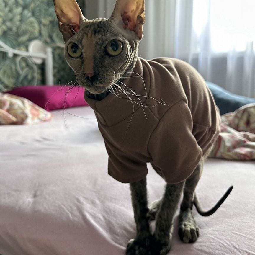 Донской сфинкс 1 год девочка бесплатно