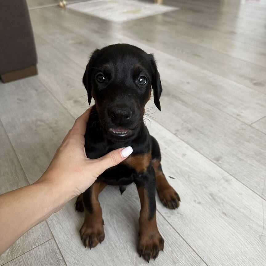 Собака доберман