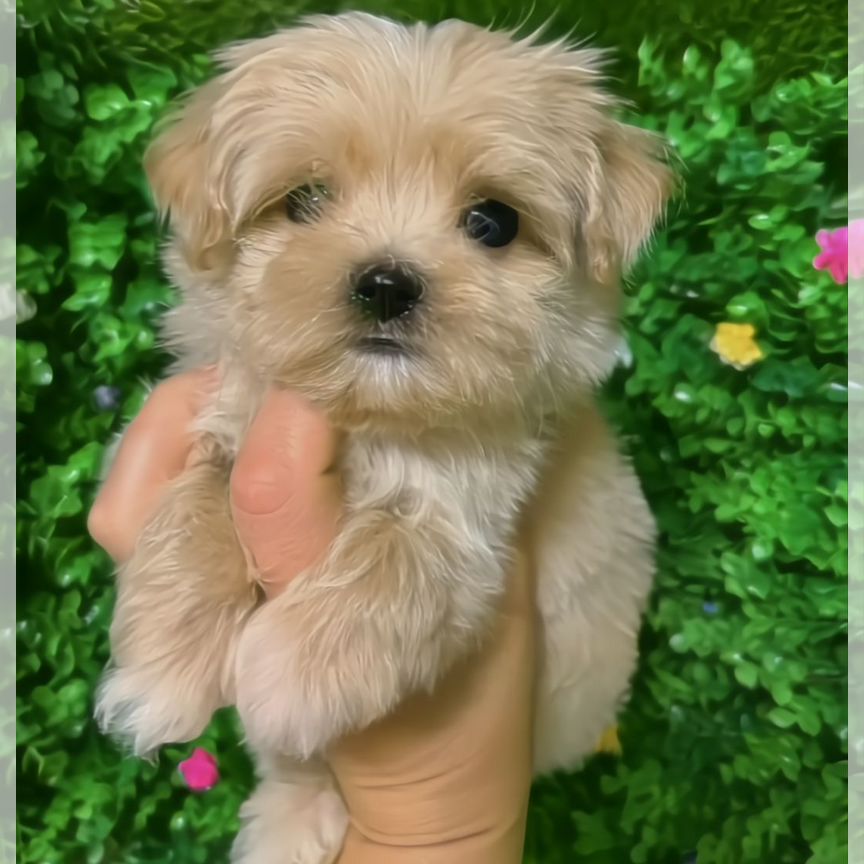 Мальтипу, щенок