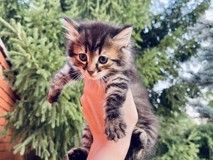 Котята нуждаются в доме