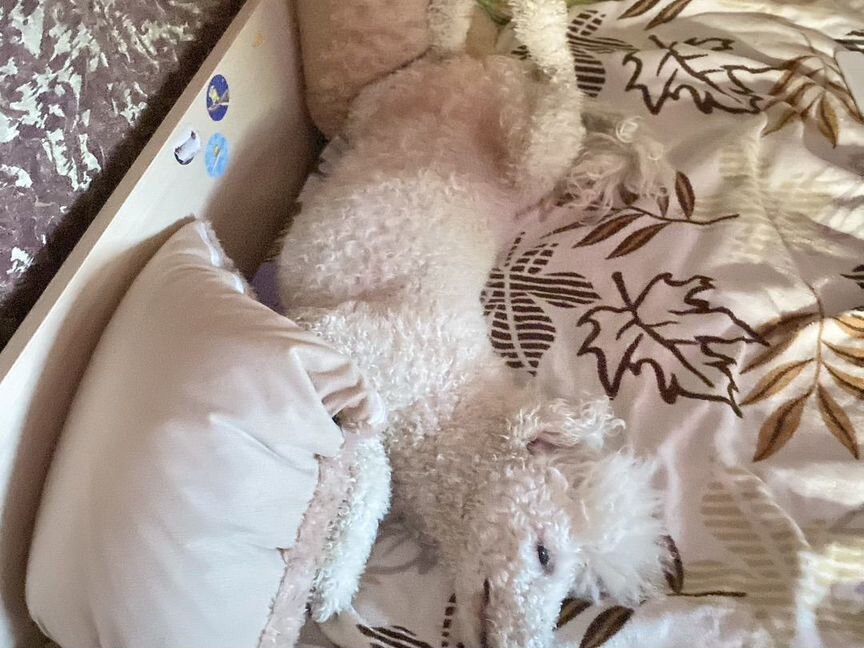 Королевский пудель