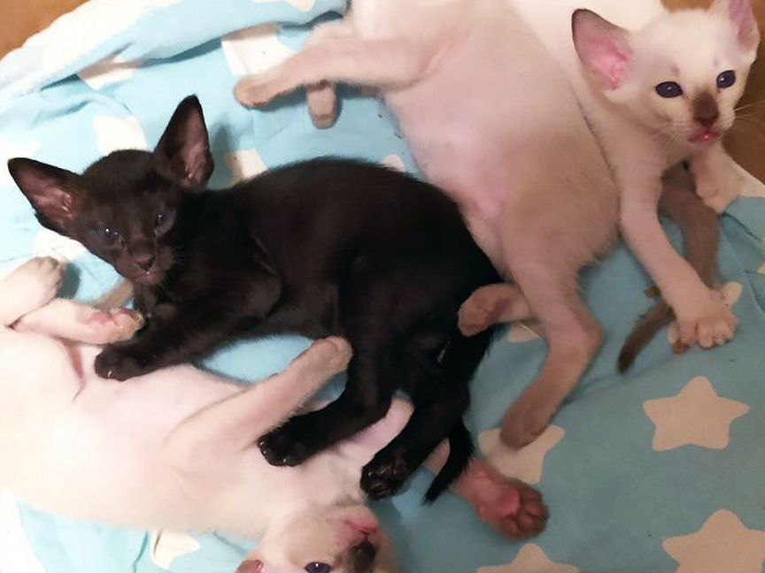 Ориентальные ушастики