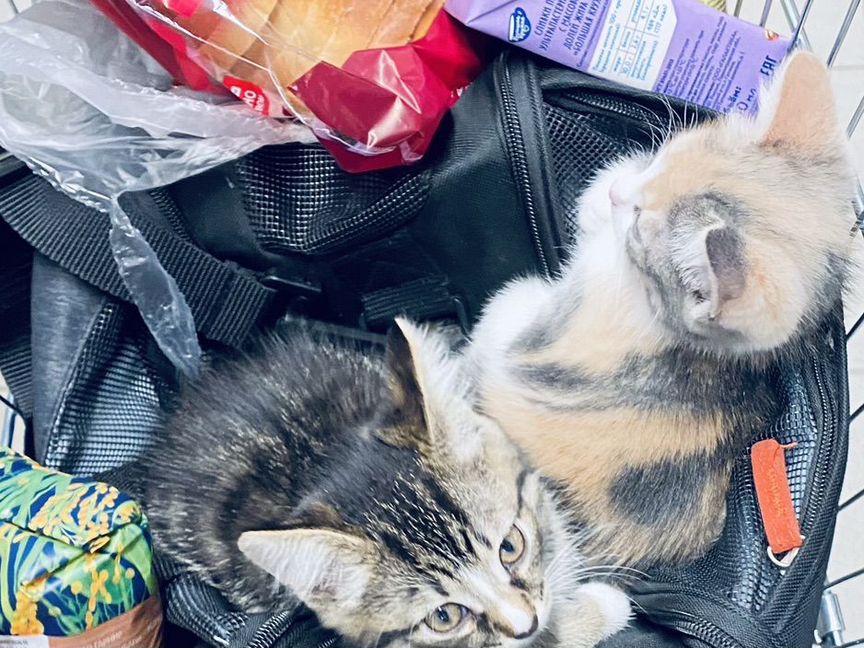 Котята Бони и Клайд отдаются в дар в добрые руки