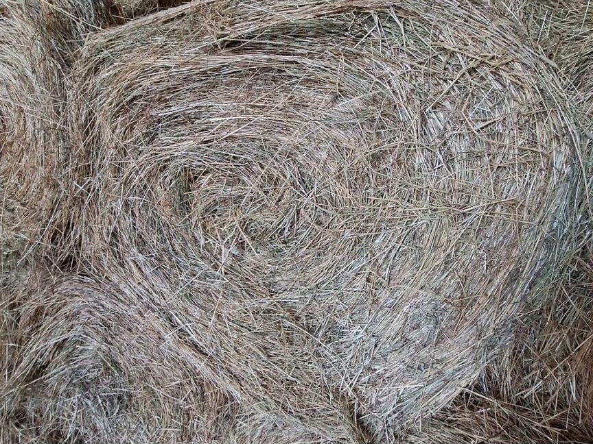 Сено в рулонах 2023 года оптом