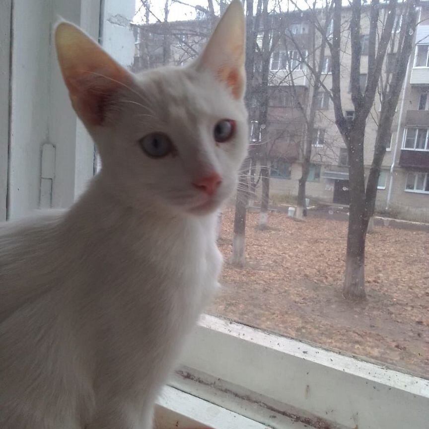 Котенок