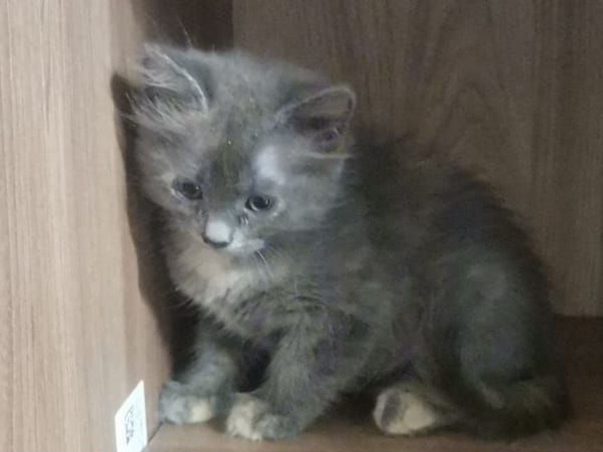 Котята в добрые руки, бесплатно