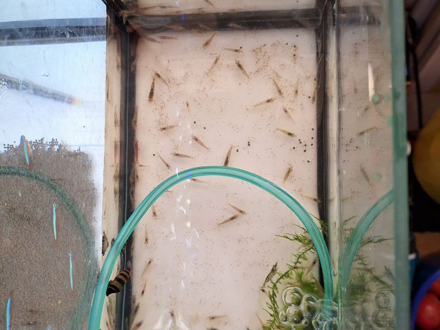 Креветки аквариумные. Пробросы