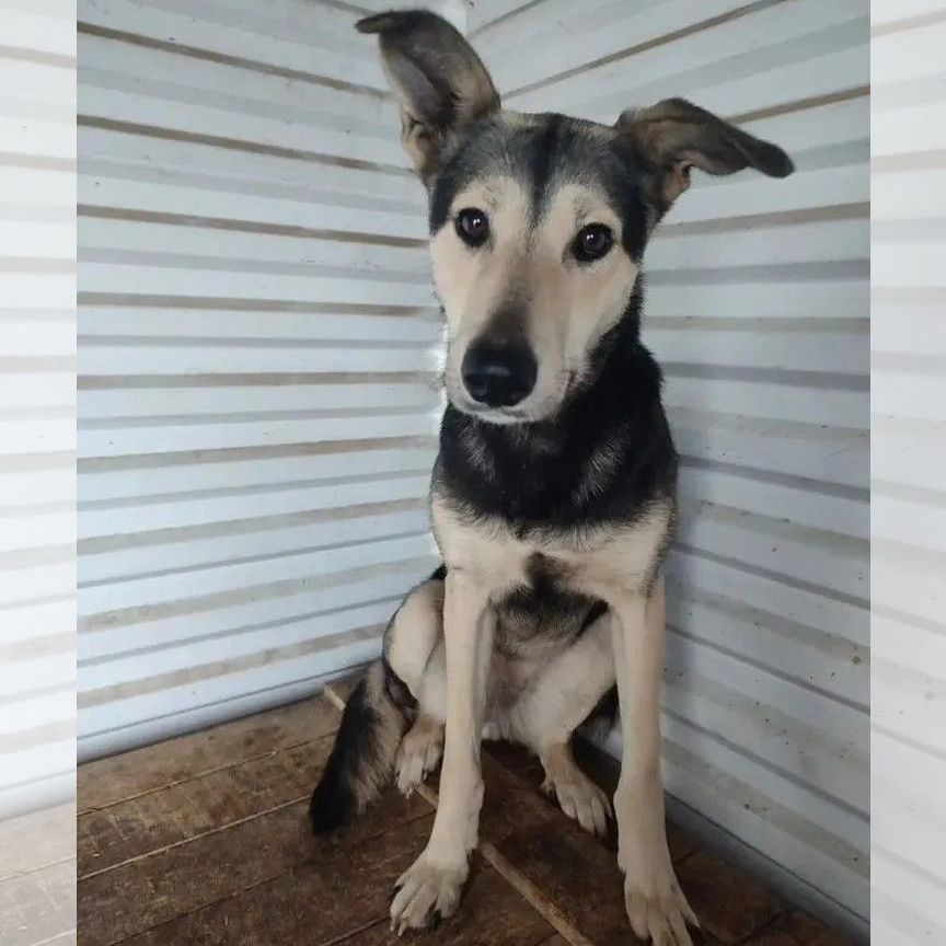 Щенок в добрые руки