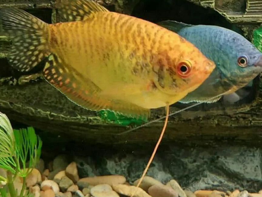 Медовый гурами