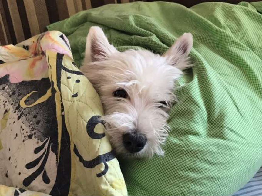 Вест хайленд вайт терьер, вязка