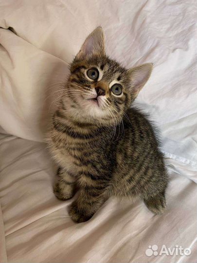 Котенок девочка метис бенгала