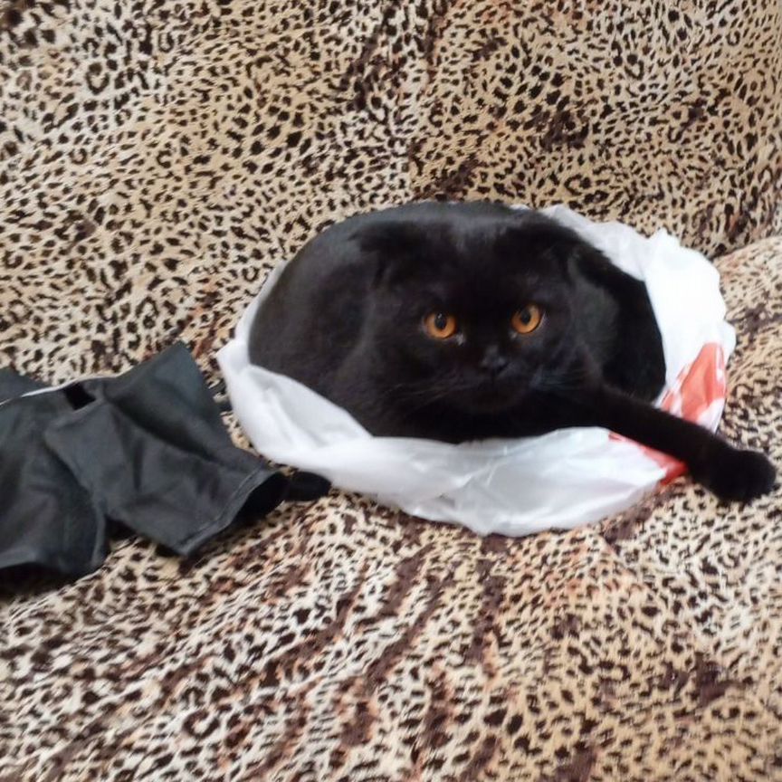 Шотландская вислоухая короткошёрстная, взрослая кошка