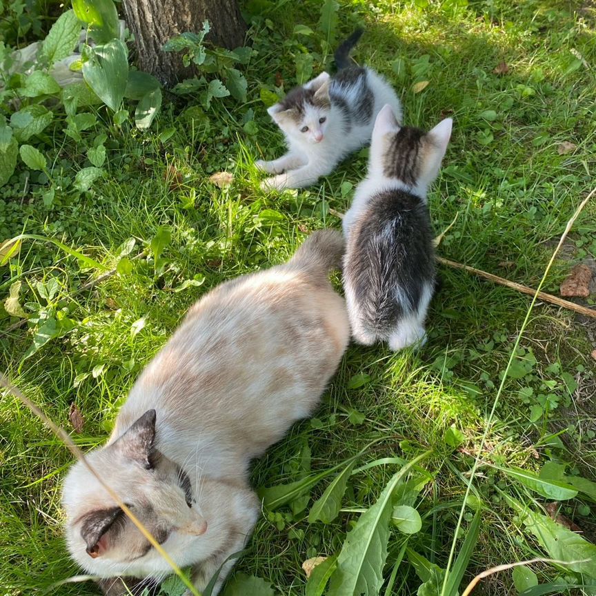 Котики ищут дом