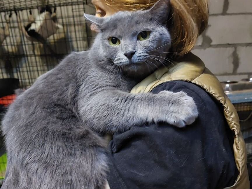 Кошечка