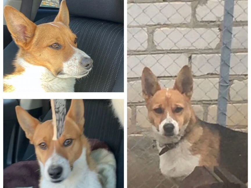 Потерялась собака