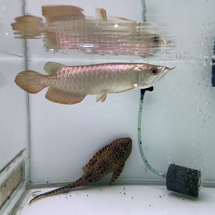 Золотая Азиатская Арована Хайбек золотая