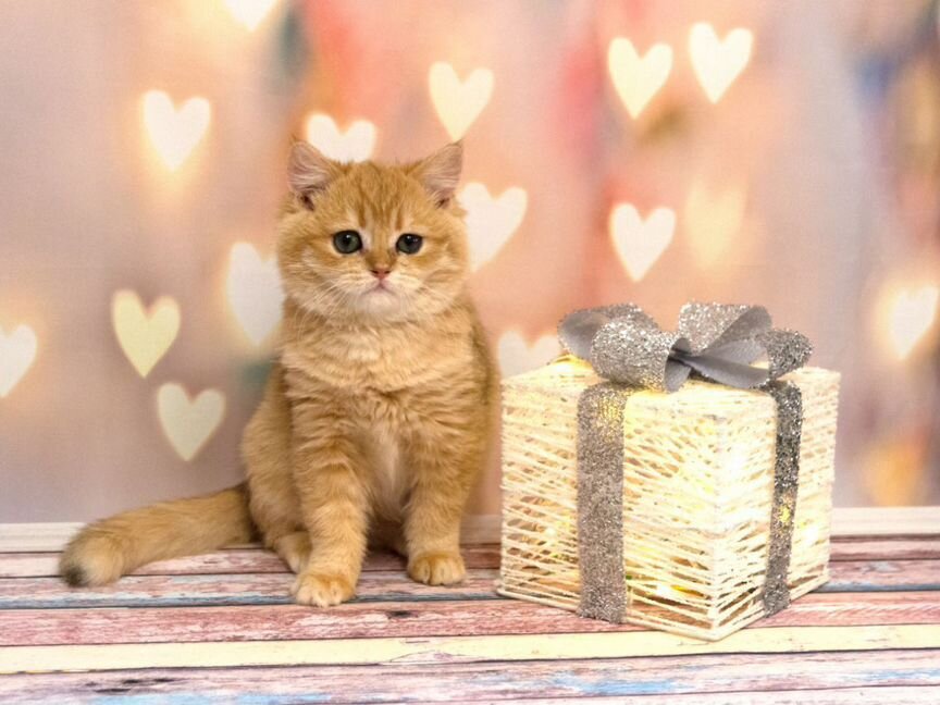 Мальчик. Шоколадная золотая шиншилла (by 12)