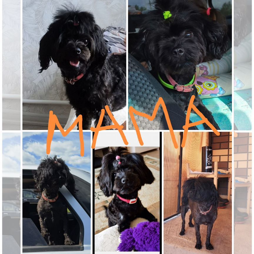 Щенки маленьких пород