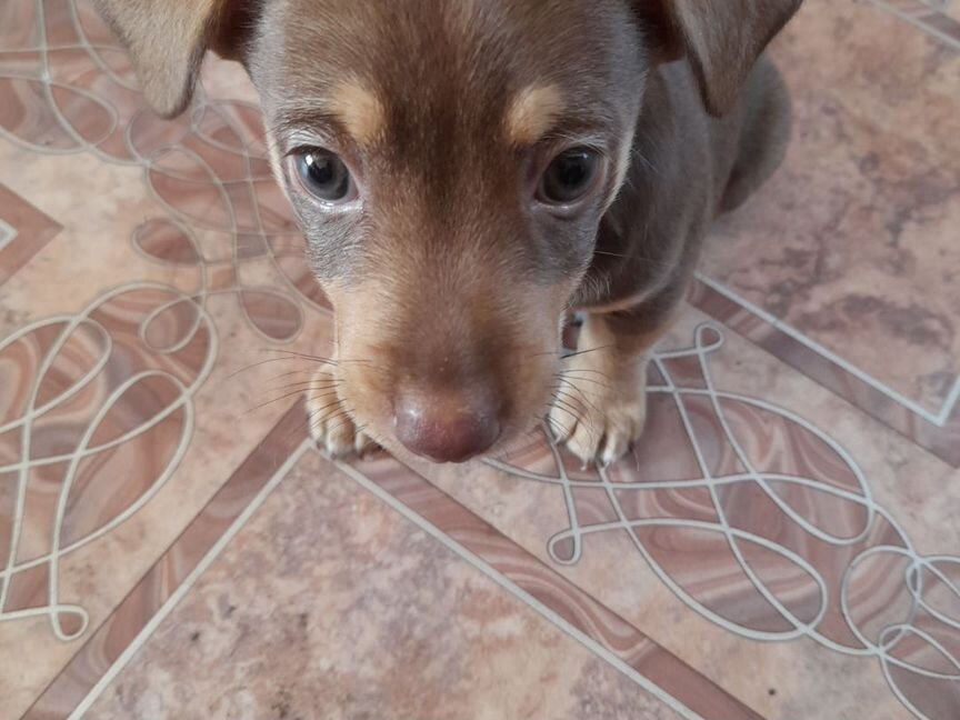 Щенок таксы в добрые руки