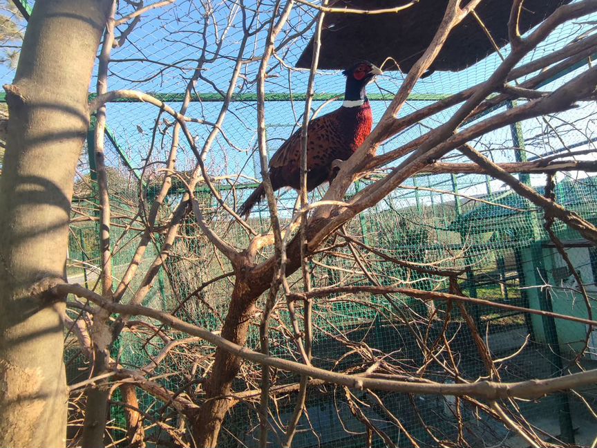 Фазан охотничий