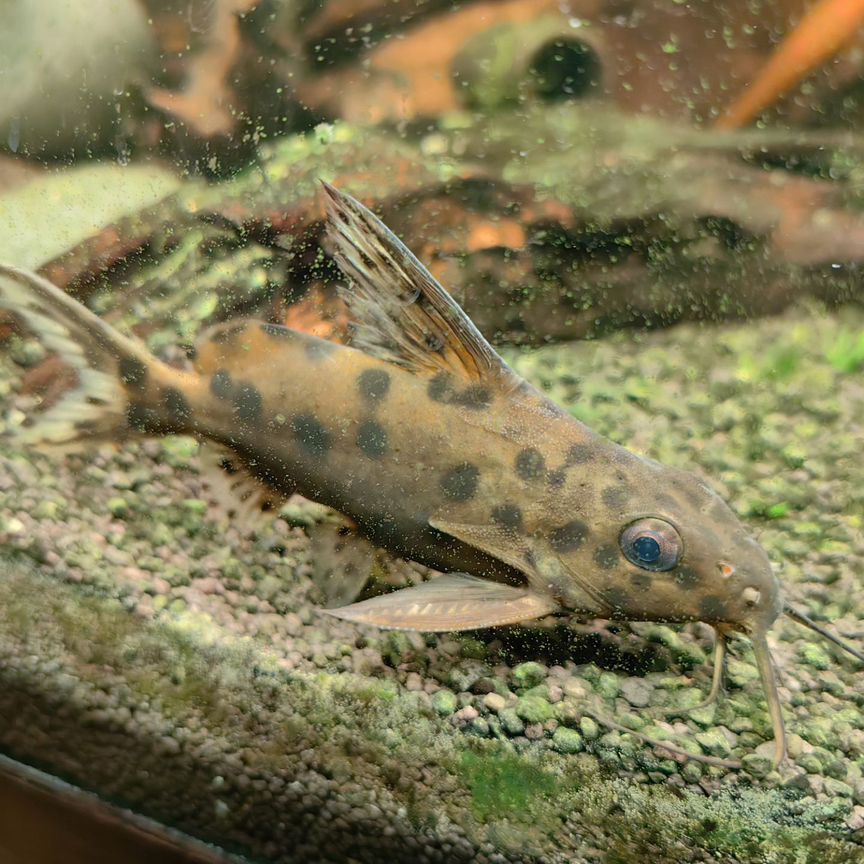 Сомы синодонтисы