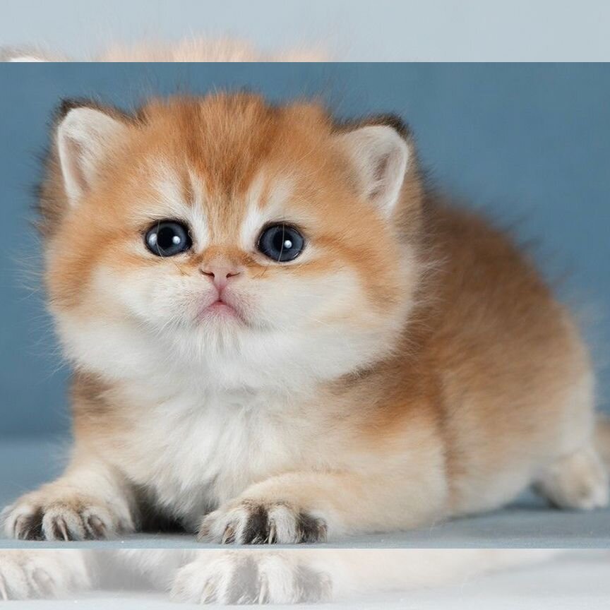Британский короткошёрстный котёнок