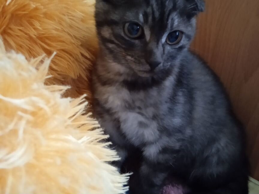 Котята помесь вислоухие