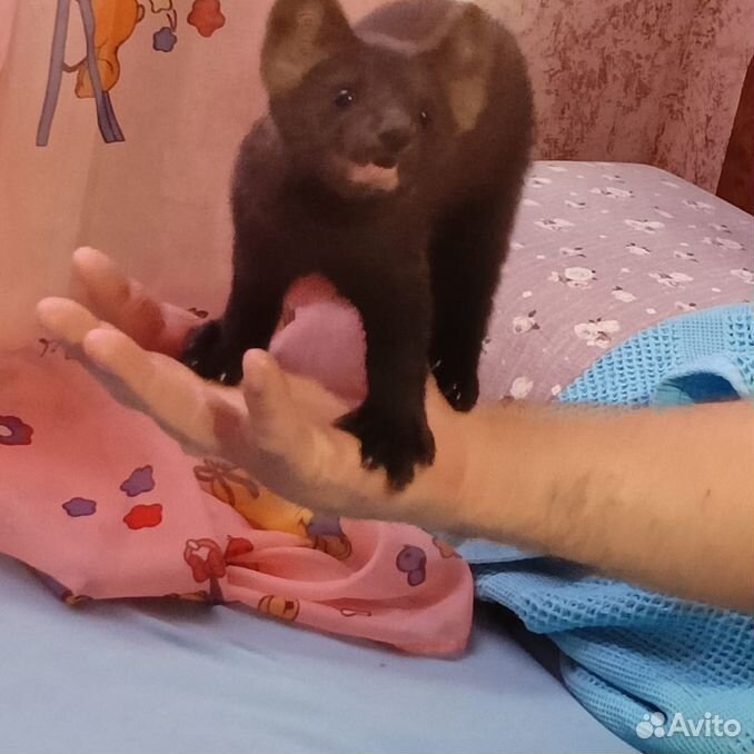 Соболенок