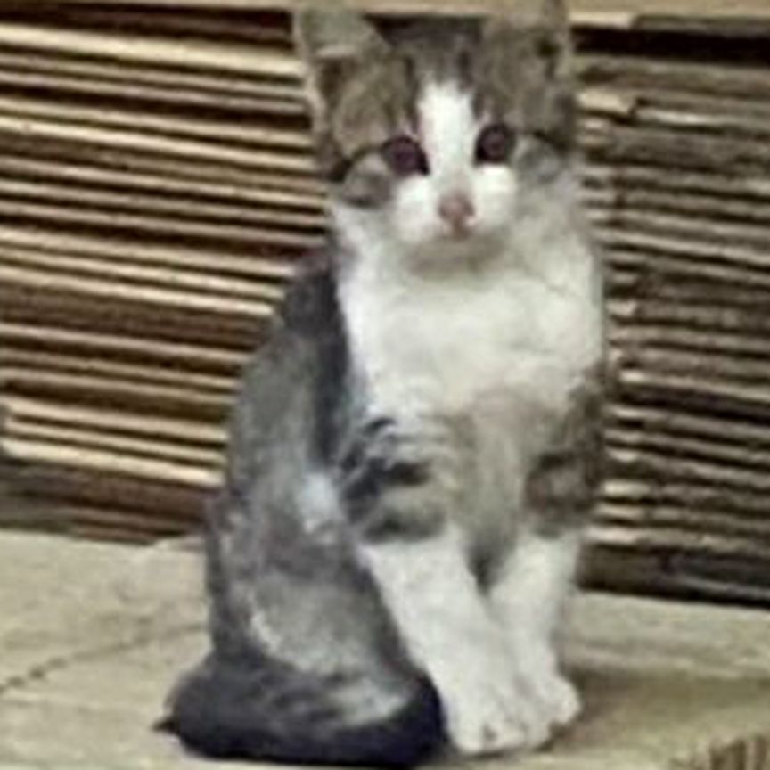 Котёнок в добрые руки