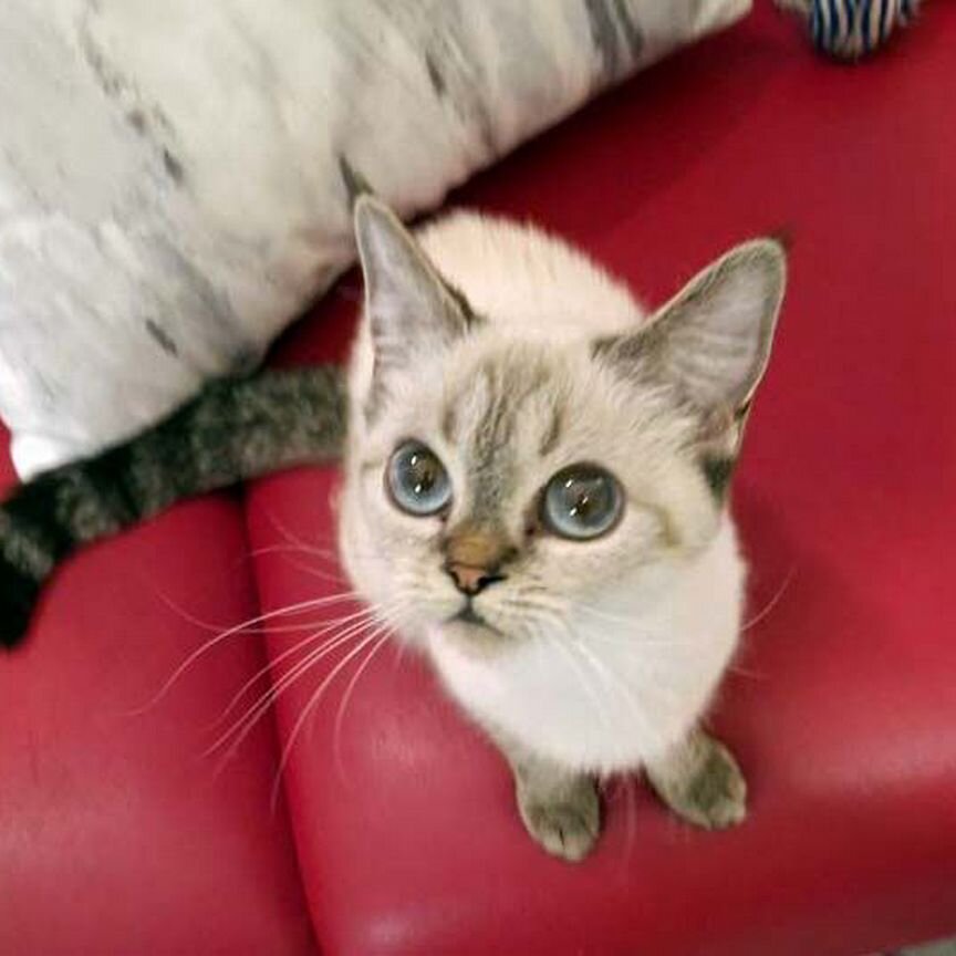 Котёнок в добрые руки