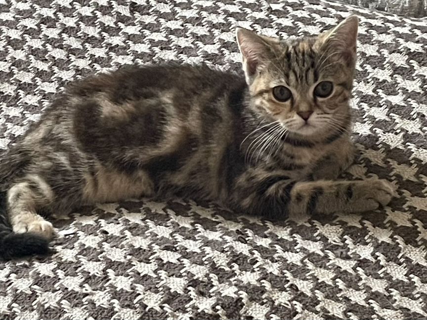 Кошка